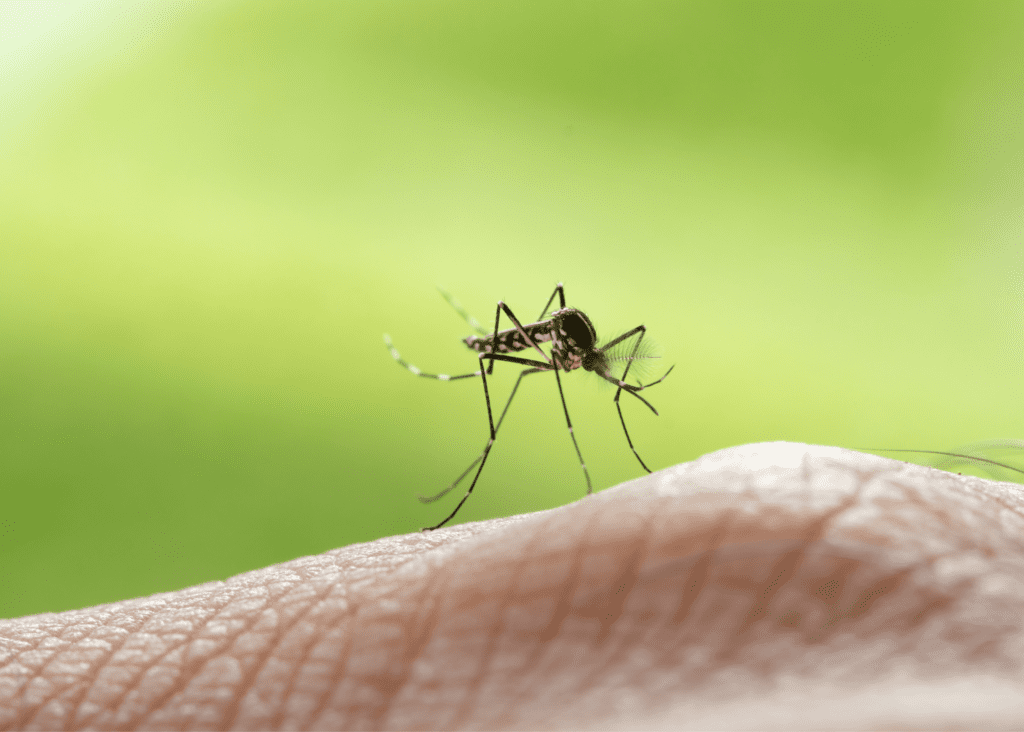 Siren WI Mosquito Treatment & Pest Control Company