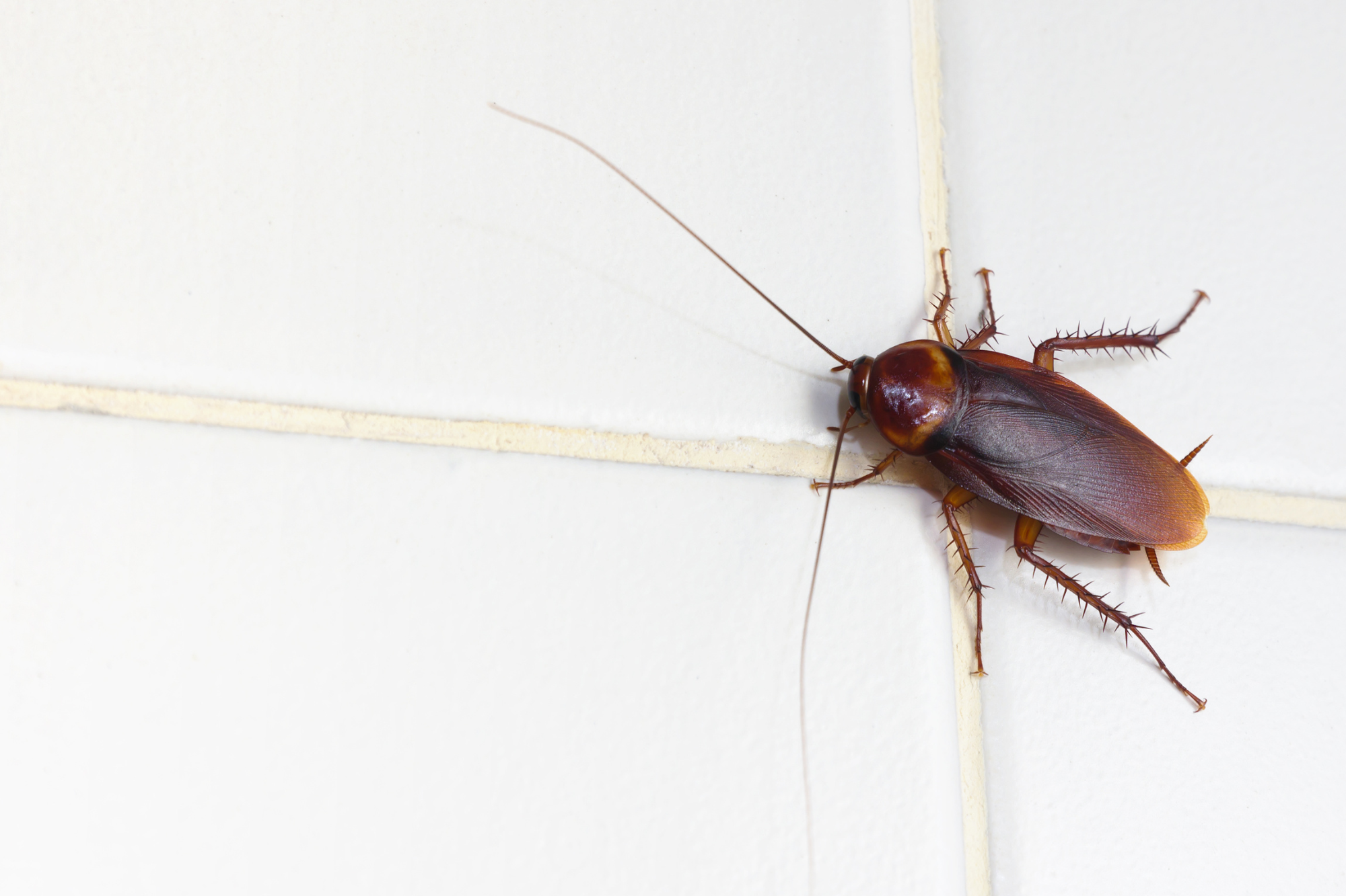 GOT COCKROACHES IN YOUR HOME? - Madsen Pest Management