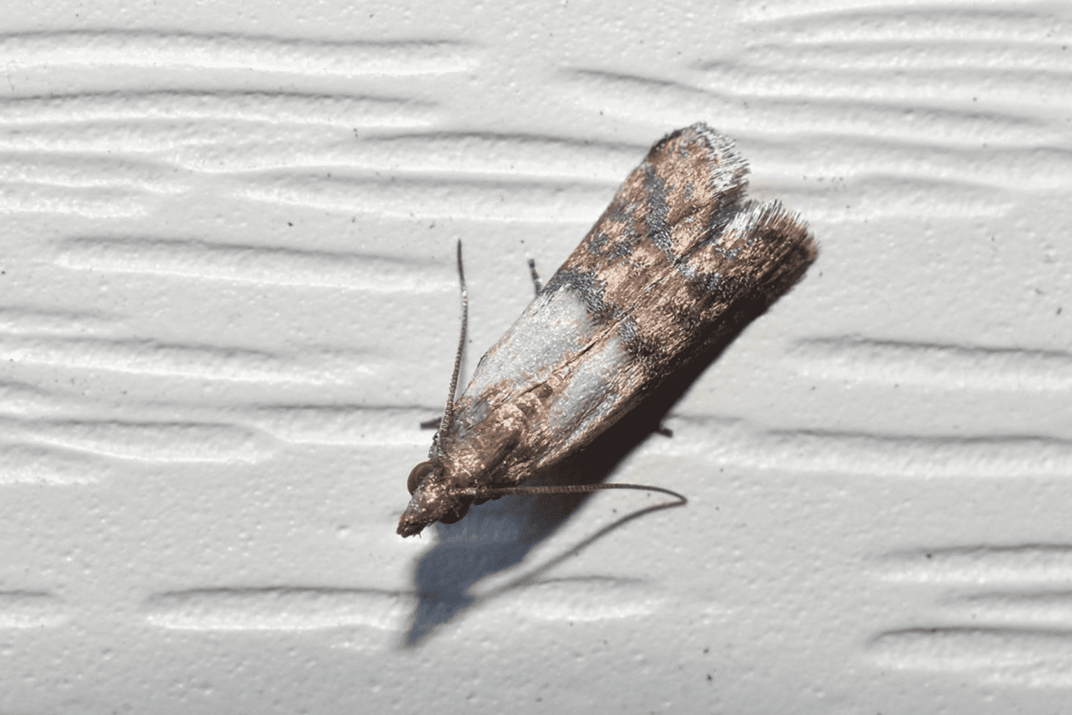 HOW TO GET RID OF PANTRY PESTS - Madsen Pest Management