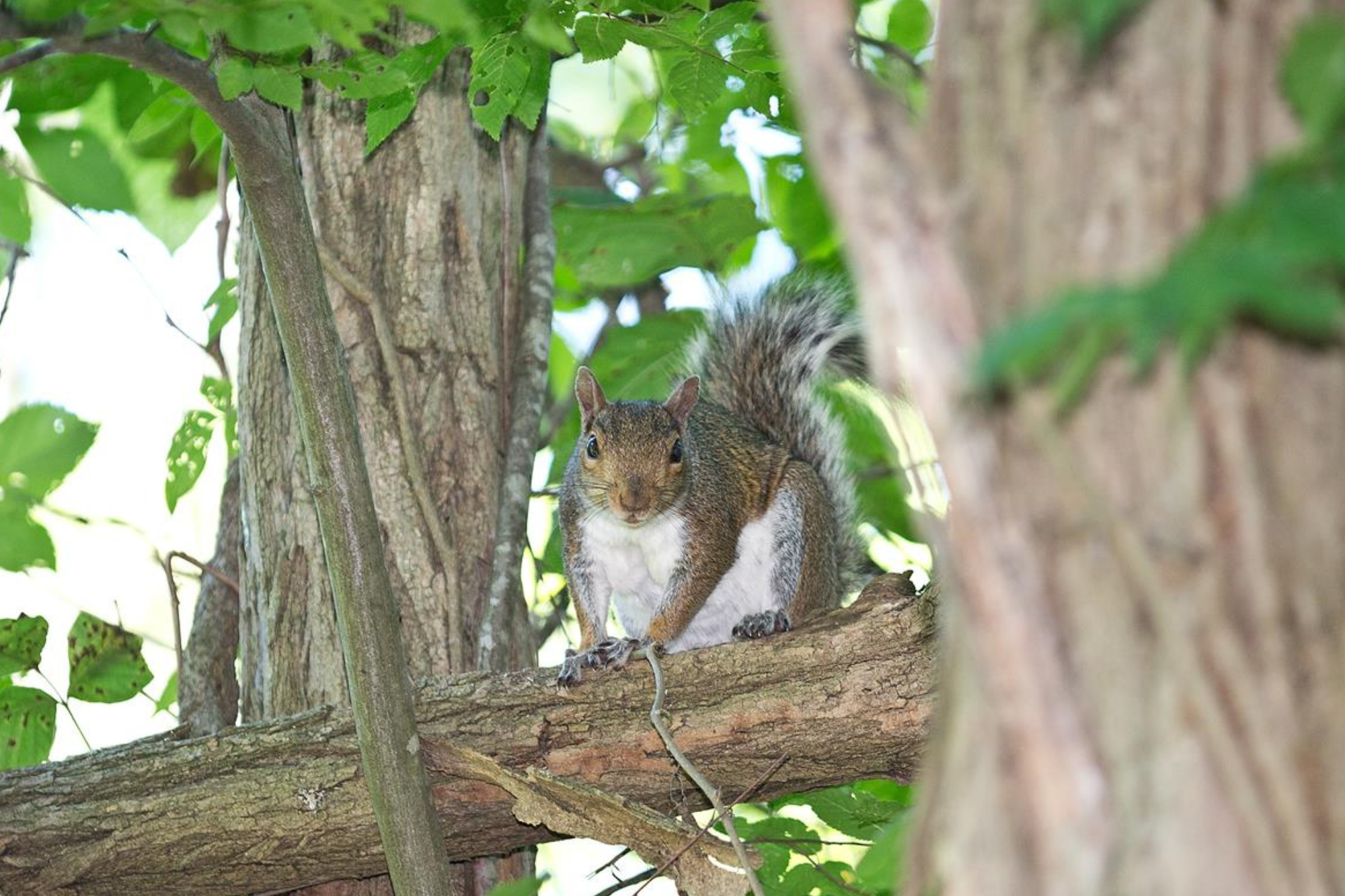 TRAPPING TROUBLEMAKERS: A GUIDE TO DEALING WITH SQUIRRELS AND BATS ...