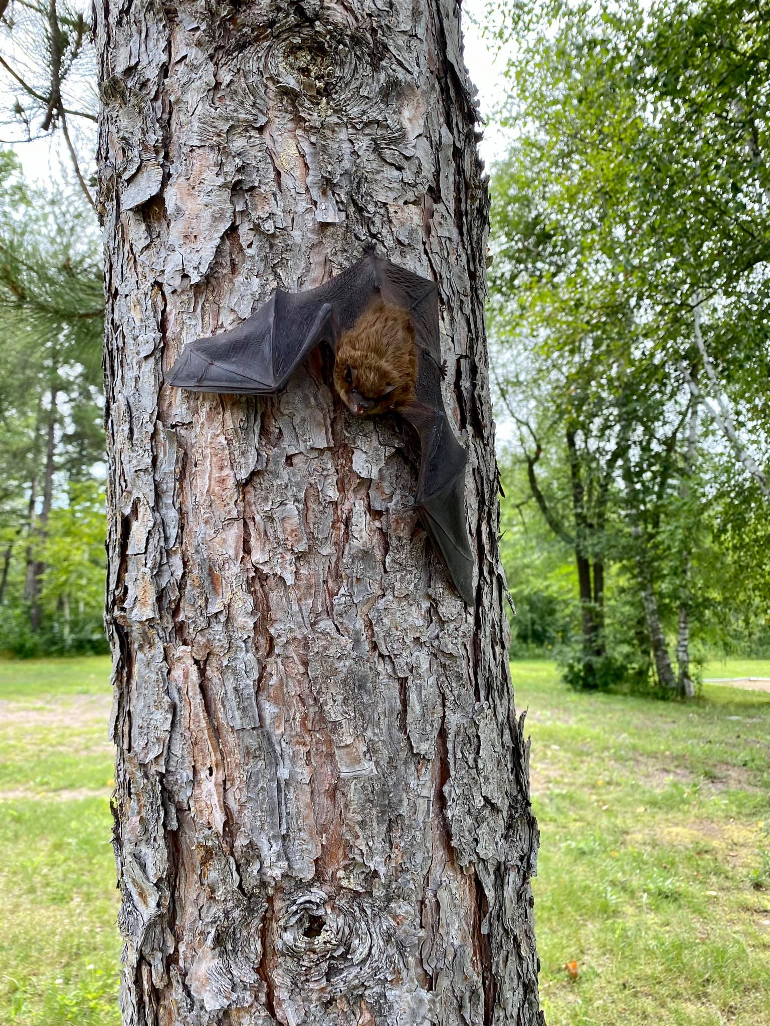 TRAPPING TROUBLEMAKERS: A GUIDE TO DEALING WITH SQUIRRELS AND BATS ...