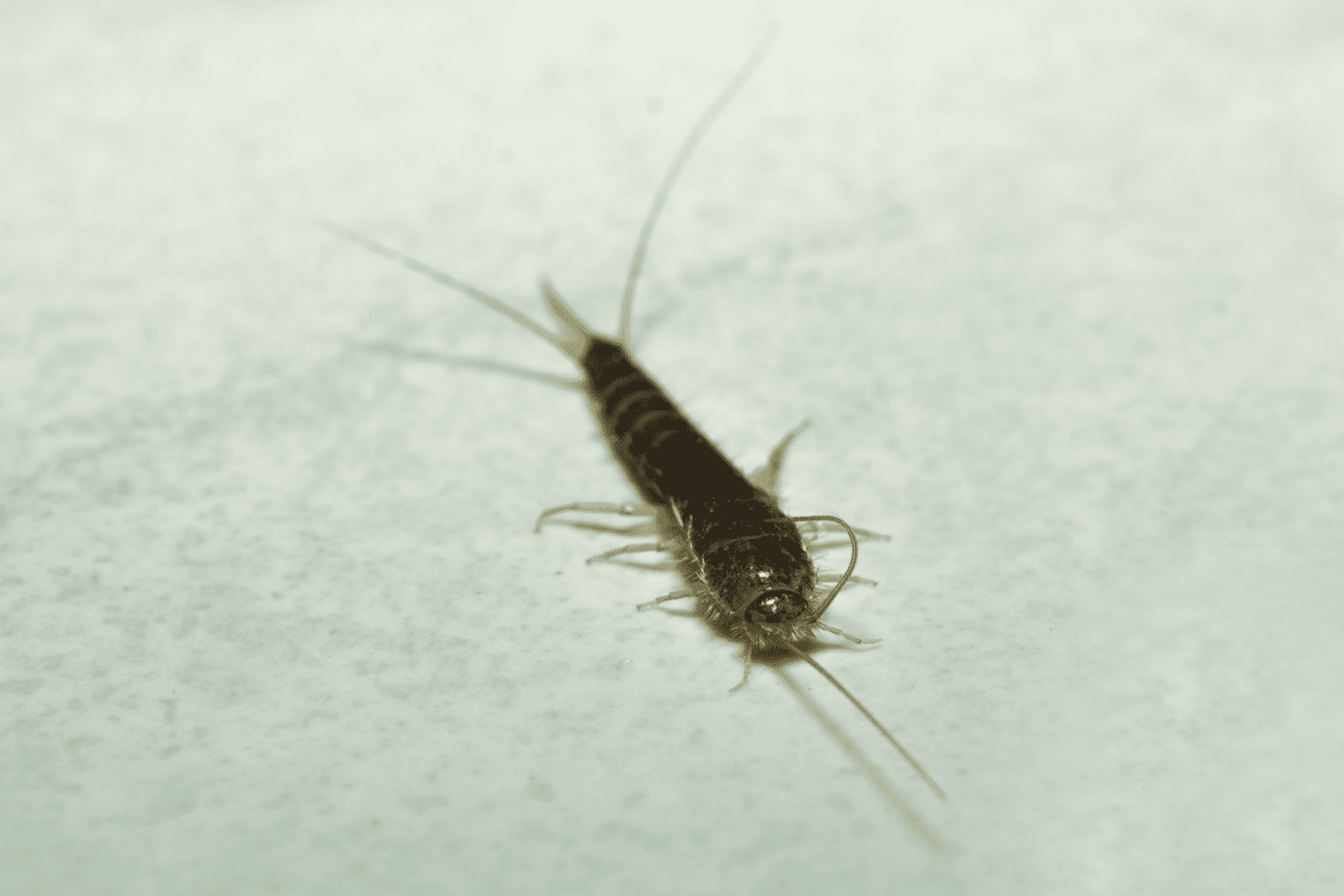 Occasional pest invaders