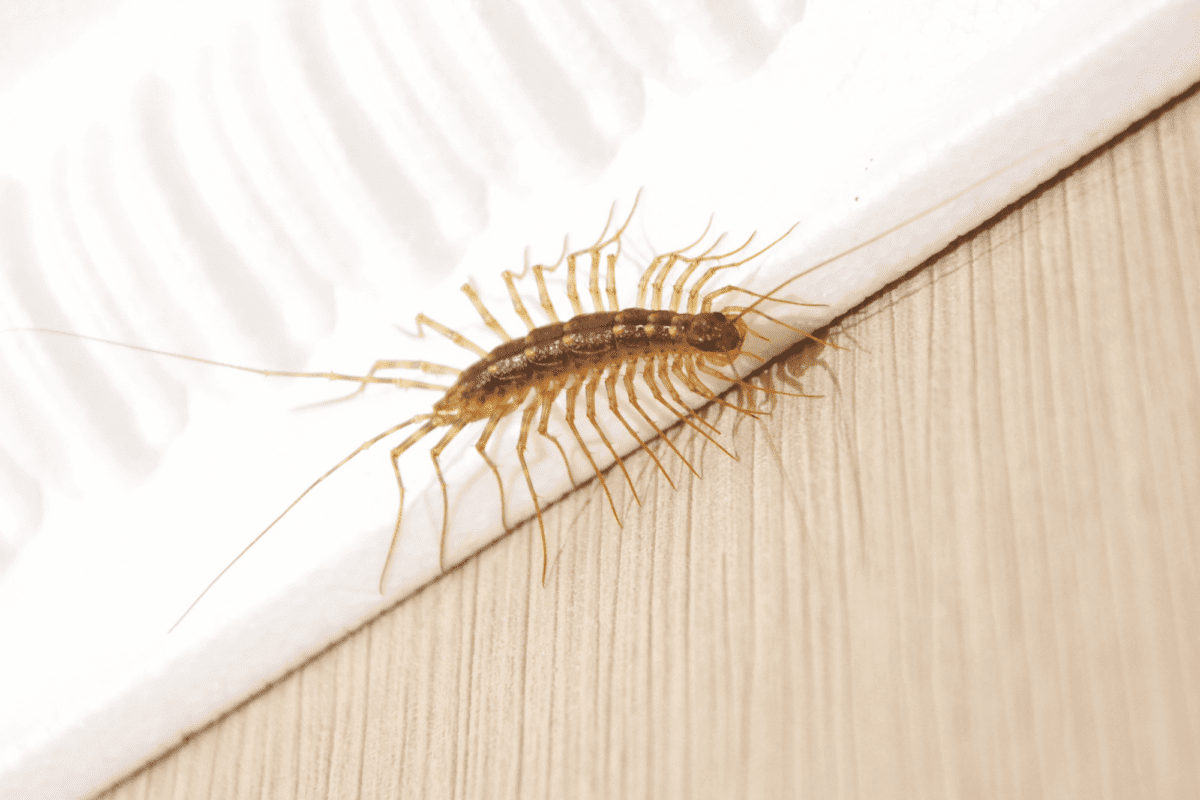 Occasional pest invaders