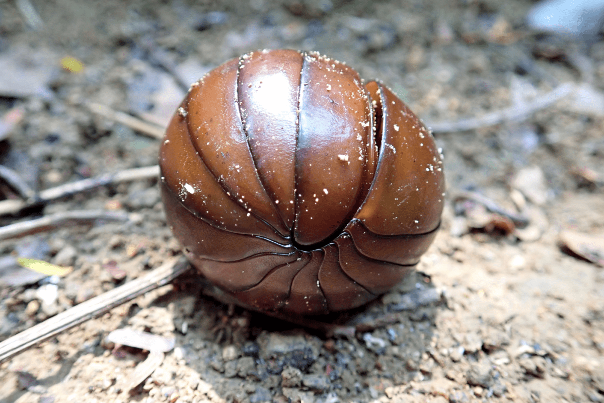 Occasional pest invaders