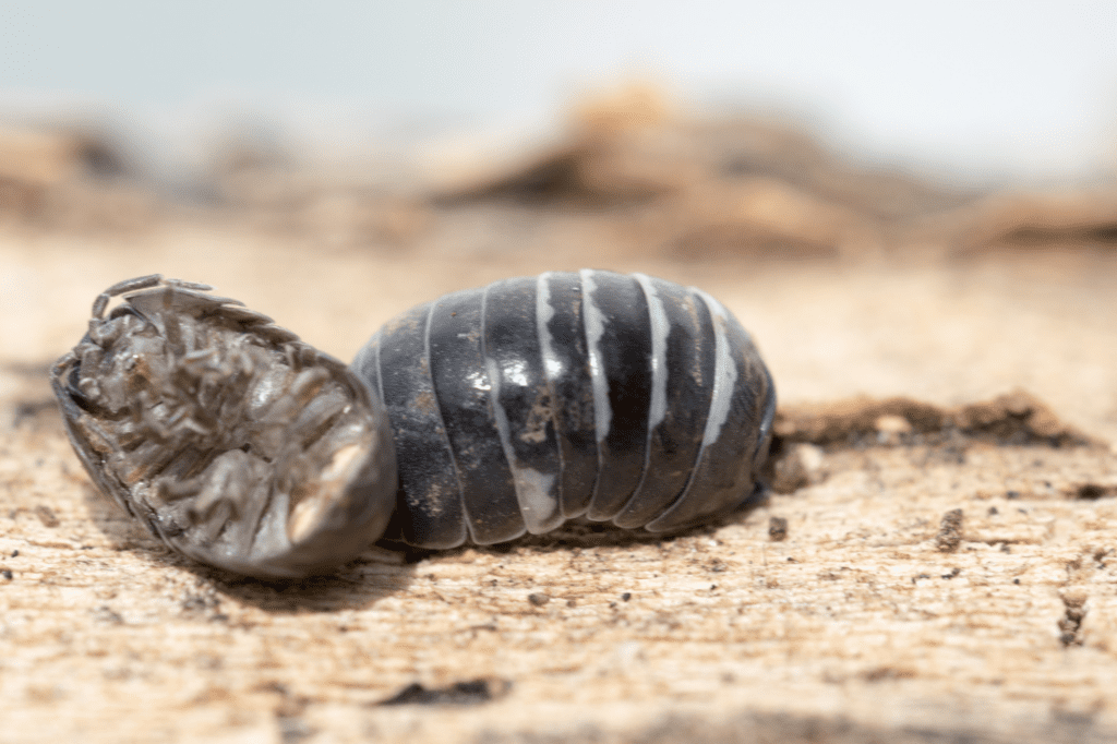 Occasional pest invaders