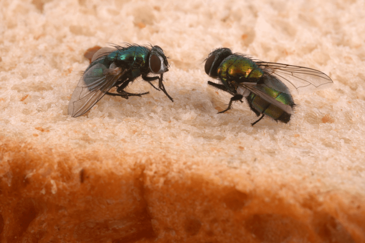Flies and Food Contamination - Madsen Pest Management