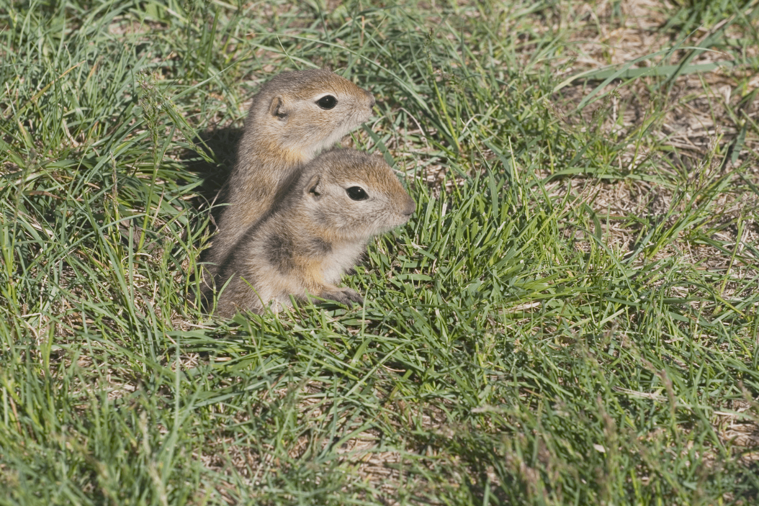 Gopher Control in Siren, WI: Prevention and Removal by Madsen Pest