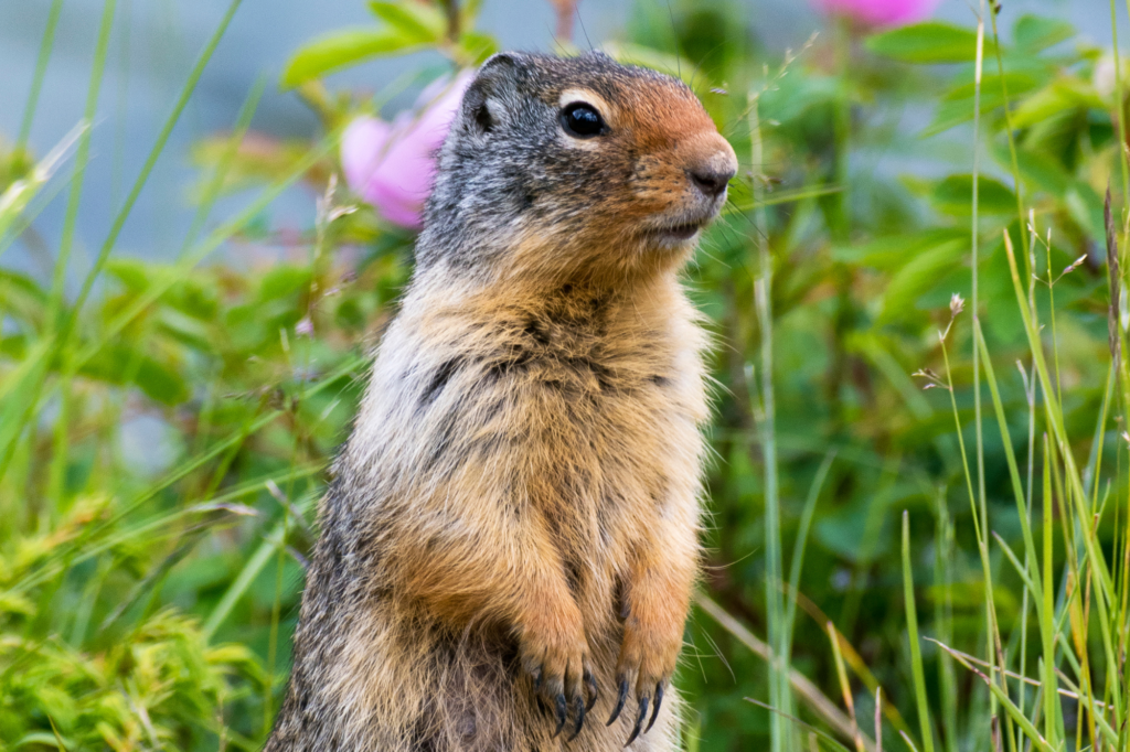 Gopher Control in Siren, WI: Prevention and Removal by Madsen Pest
