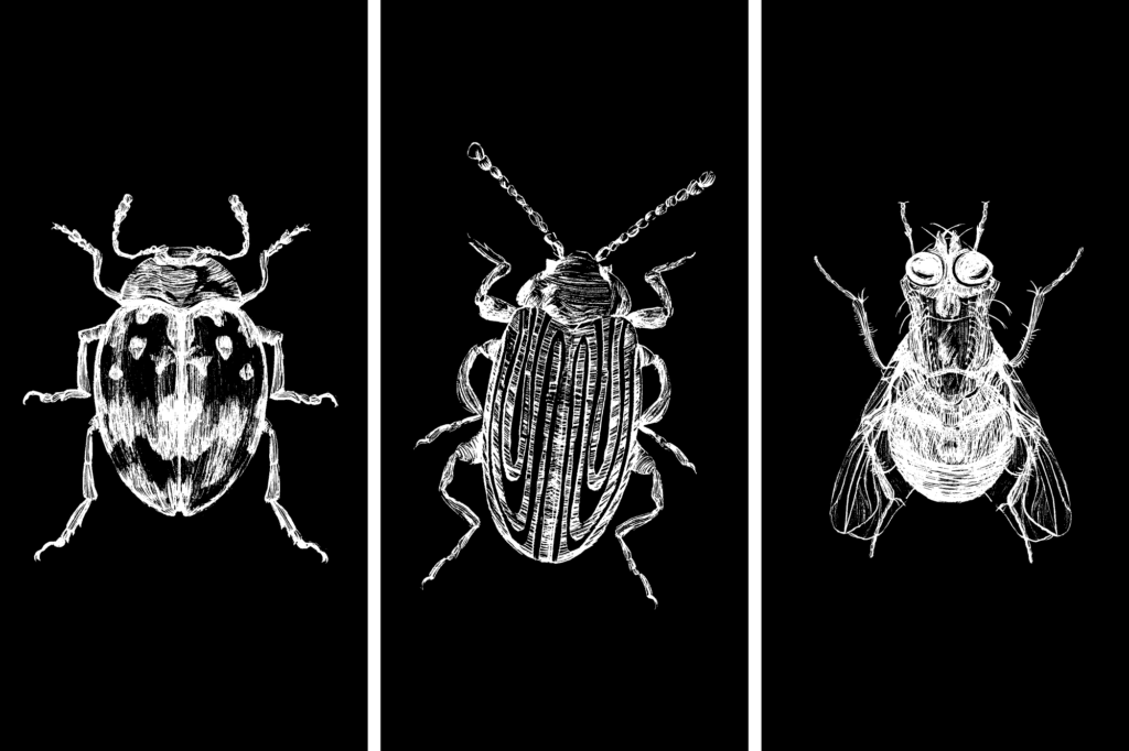 Mouse Math – How Fast Do Mice Multiply? - Madsen Pest Management