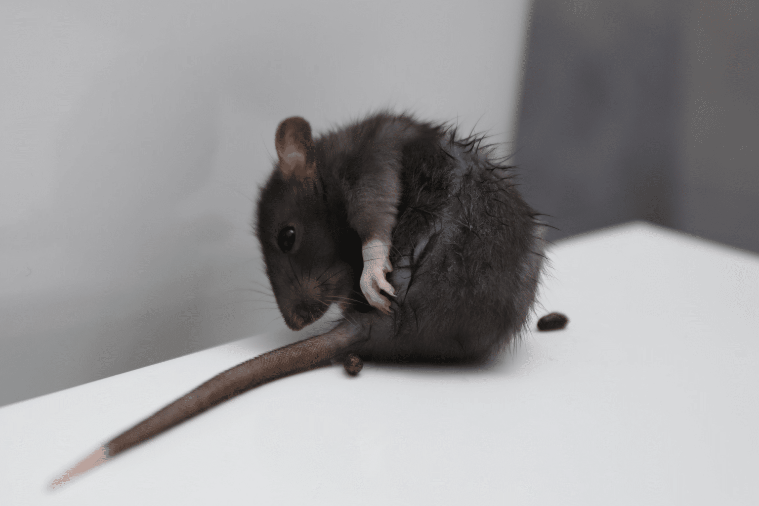 Mice in Your Walls? Madsen Pest's Rodent Control